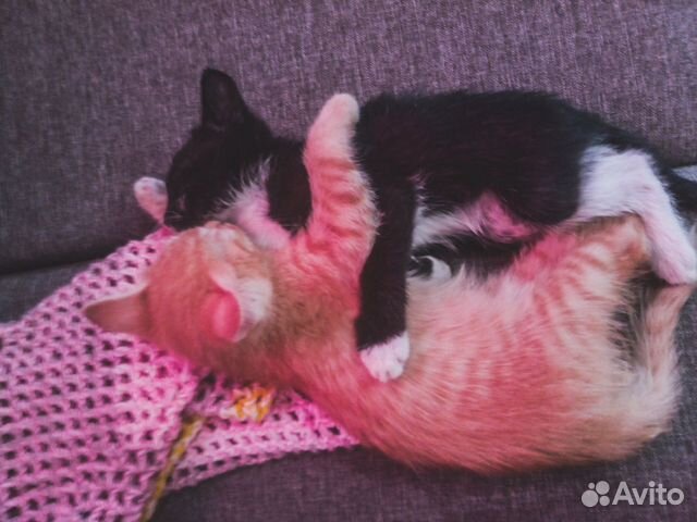 Отдам котят в добрые руки