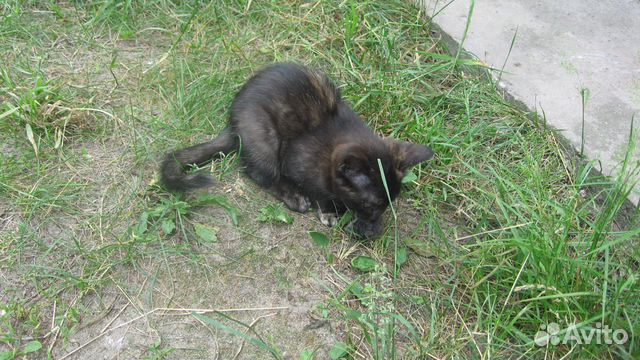 Котята -мышеловы