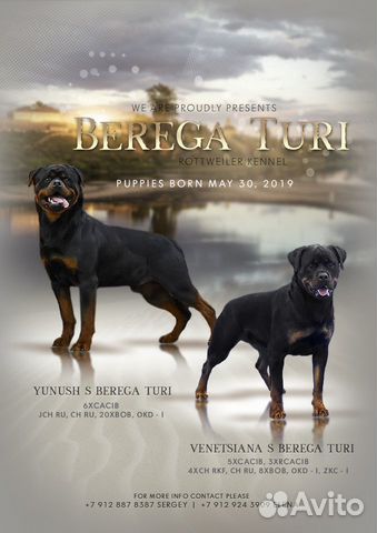 Щенки ротвейлера