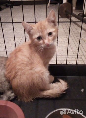 Рыжий мальчик, 2,5мес
