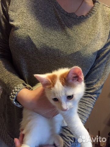 Котёнок белый с рыжими ушками и хвостиком
