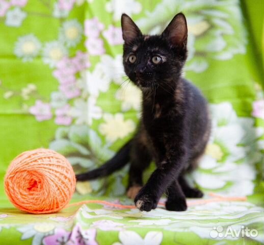 Котята Шоколад с Золотинками в дар в добрые руки