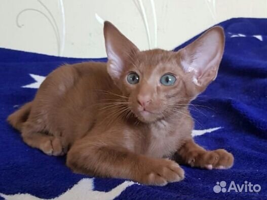 Циннамоновые малыши