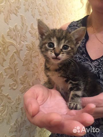 Котята в добрые руки Подкидыши.2мес ручные. М+Ж 4