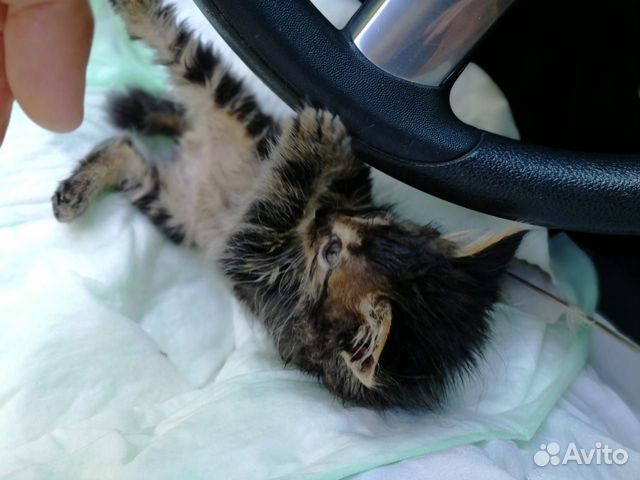 Мальчик котёнок 1,5 мес в добрые руки