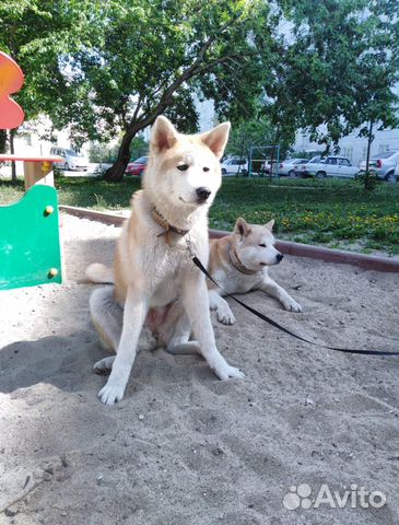 Отдадим в хорошие руки