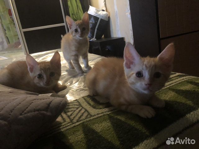 Отдам в добрые руки котят