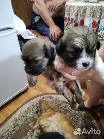 Метис Пекинес - Болонка