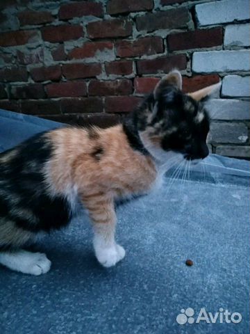 Отдам котенка в добрые руки