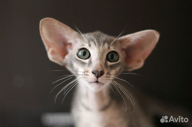 Великолепный парень