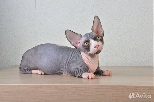 Бамбишата. Коротколапое чудо