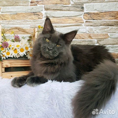 Идеальный котенок мейн кун