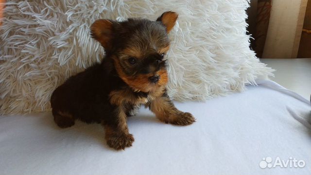 Великолепные щенки йоркширского терьера