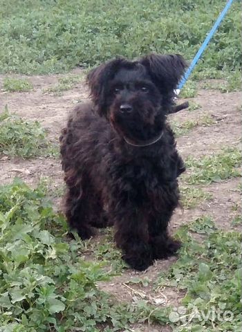 Зевсик, молоденький метис болонки в дар