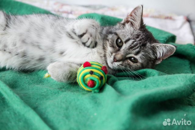 Ищем дом и семью малышке Китти