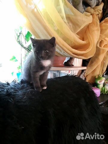 Котенок в добрые руки