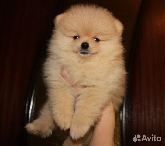 Шпиц, девочка крем