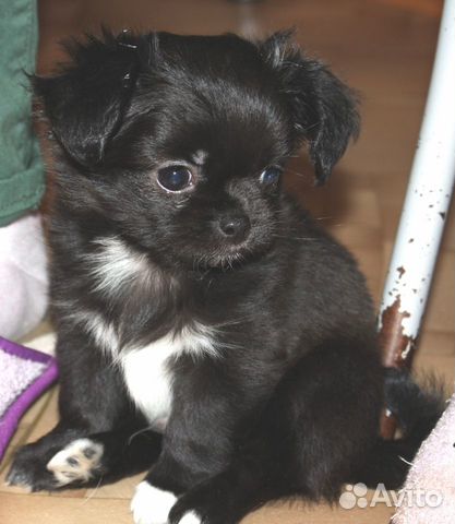 Черный принц