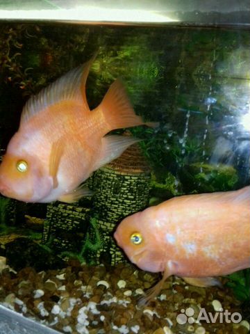 Рыбы попугаи