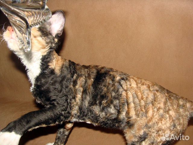 Умненькая позитивная кошечка