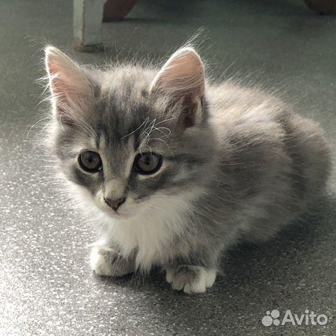 Дикий Ангел ищет дом