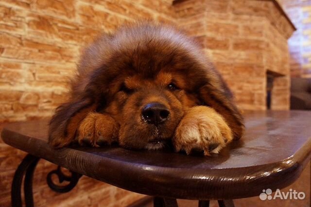 Девочка и мальчик тибетского мастифа