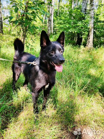 Черная собака в добрые руки