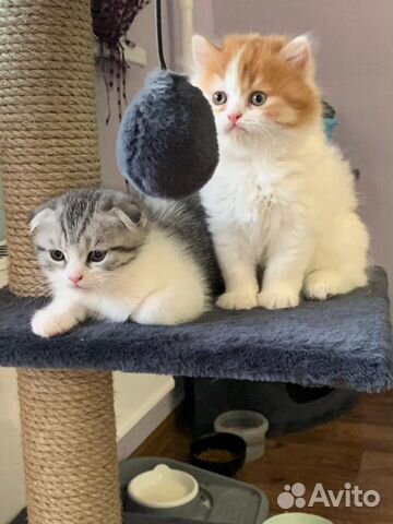 Шотландские шикарные котята