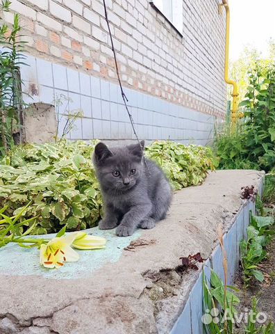 Отдам британских котят-метисов
