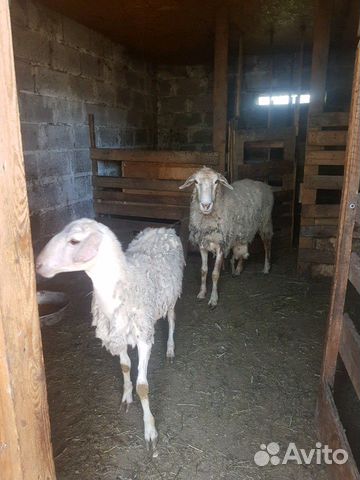 Бараны коза на мясо