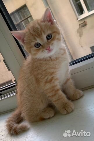Котик 1,5 месяца в хорошие руки