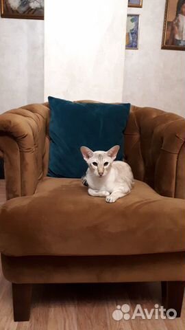 Подарю друга