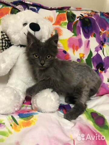 Котёнок Нафаня ищет дом