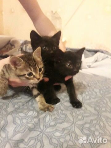 Месячные котята под ключ с доставкой по спб