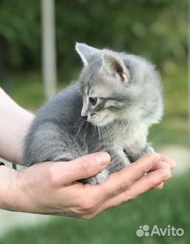 Котята