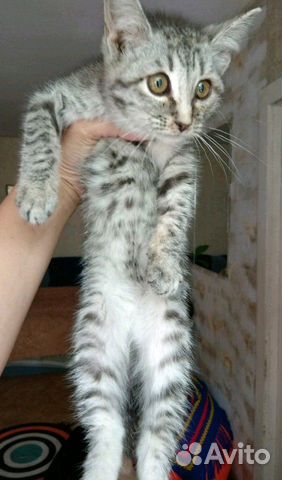Котик 2месяца