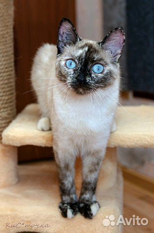 Синеглазая кошечка