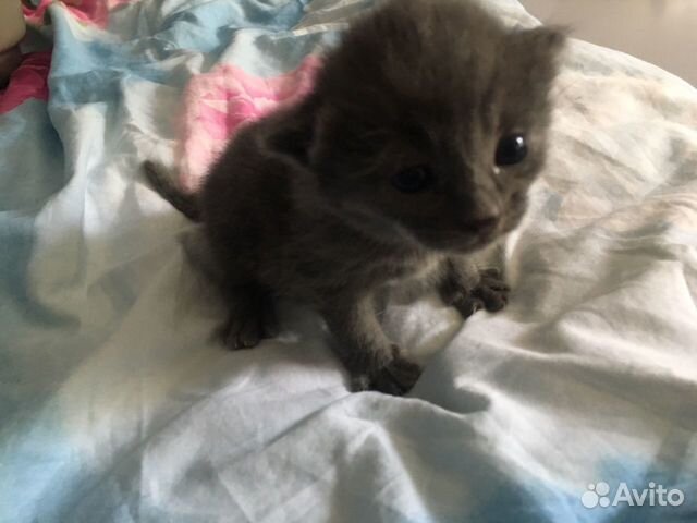 Котёнок серый голубой