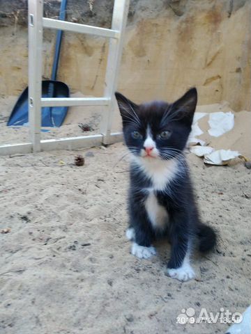 Отдам двух очаровательных котят