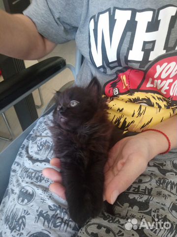 Отдам котенка