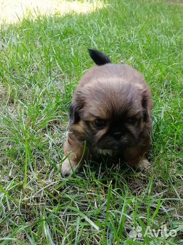 Продаю щенков пекинеса