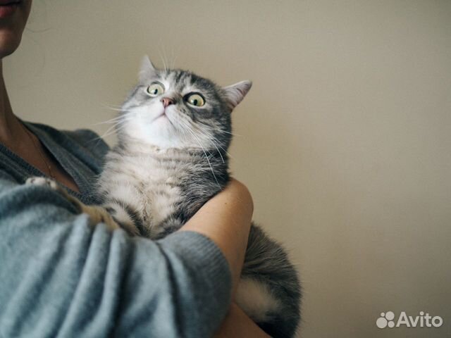 Теодор ищет дом