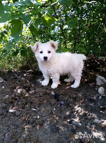 Белый пушистый комочек