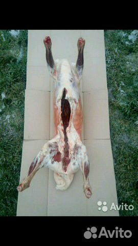 Продаю ягнят