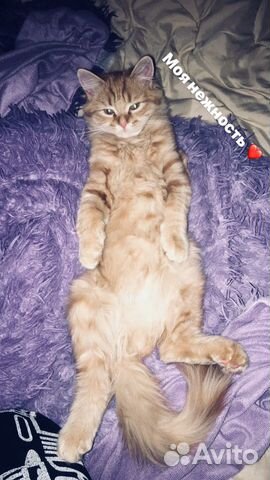 Вязка с шотландским длинношёрстным Котом