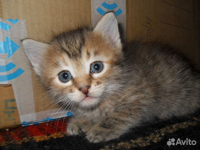 Очаровательный котёнок ищет дом