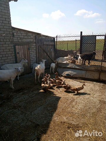 Козы дойные и козлята