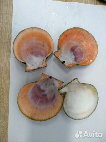 Ракушки для декорирования аквариумов, подделок и п