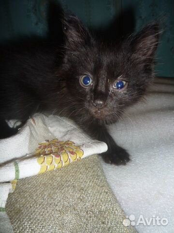 Отдадим котят от сибирской кошки в хорошие руки