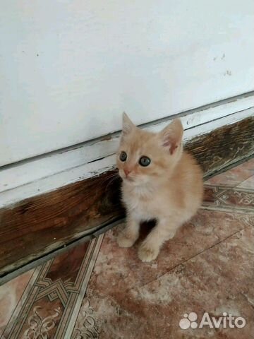 Отдадим котенка в добрые руки,мальчик-рыжик,к еде